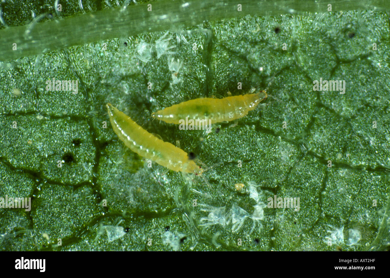 Western flower thrips Frankliniella occidentalis nymphs on a leaf Stock ...