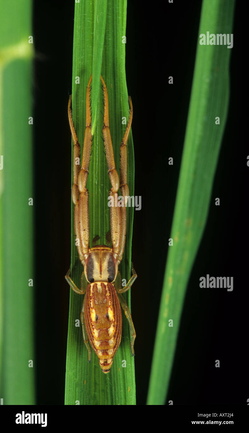 A predator spider waiting on a rice leaf Luzon Philippines Stock Photo ...