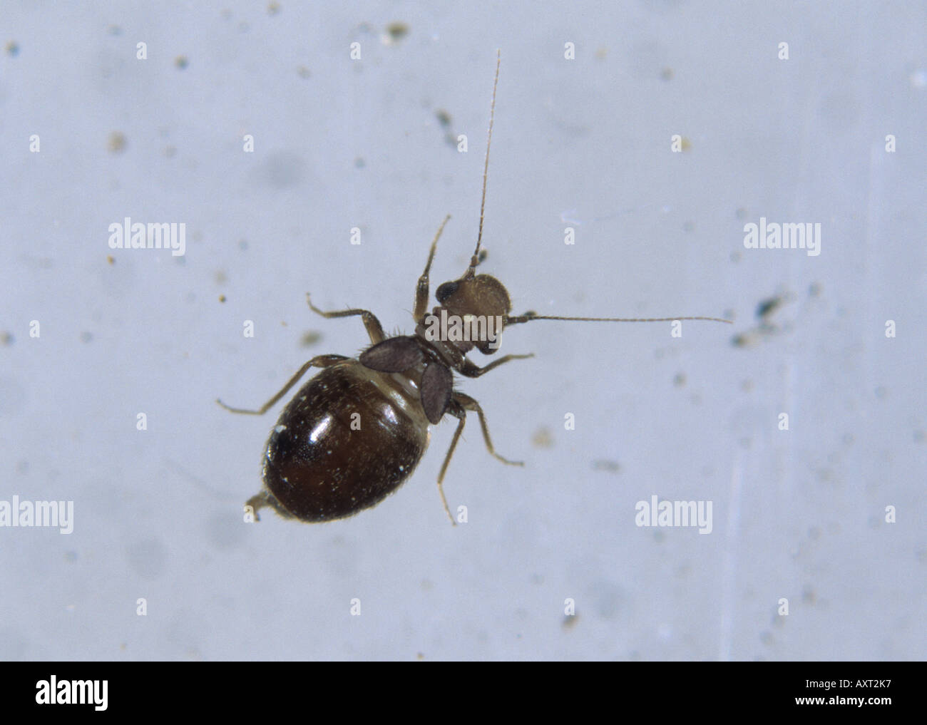 Psocid louse Lepinotus sp found in kitchen flour Stock Photo - Alamy