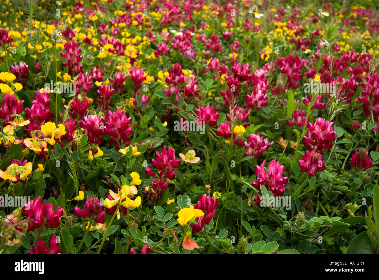 Purple milk vetch hi-res stock photography and images - Alamy