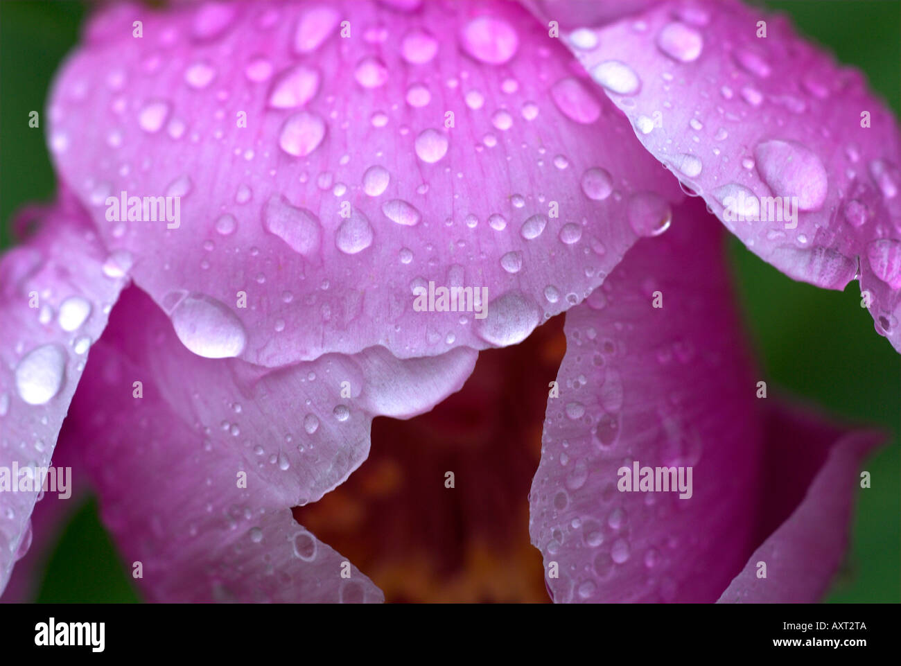 Pink Peony Flower with rain water droplets Andalusia Spain Stock Photo ...