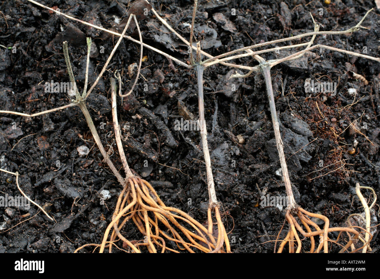 Root cuttings hi-res stock photography and images - Alamy