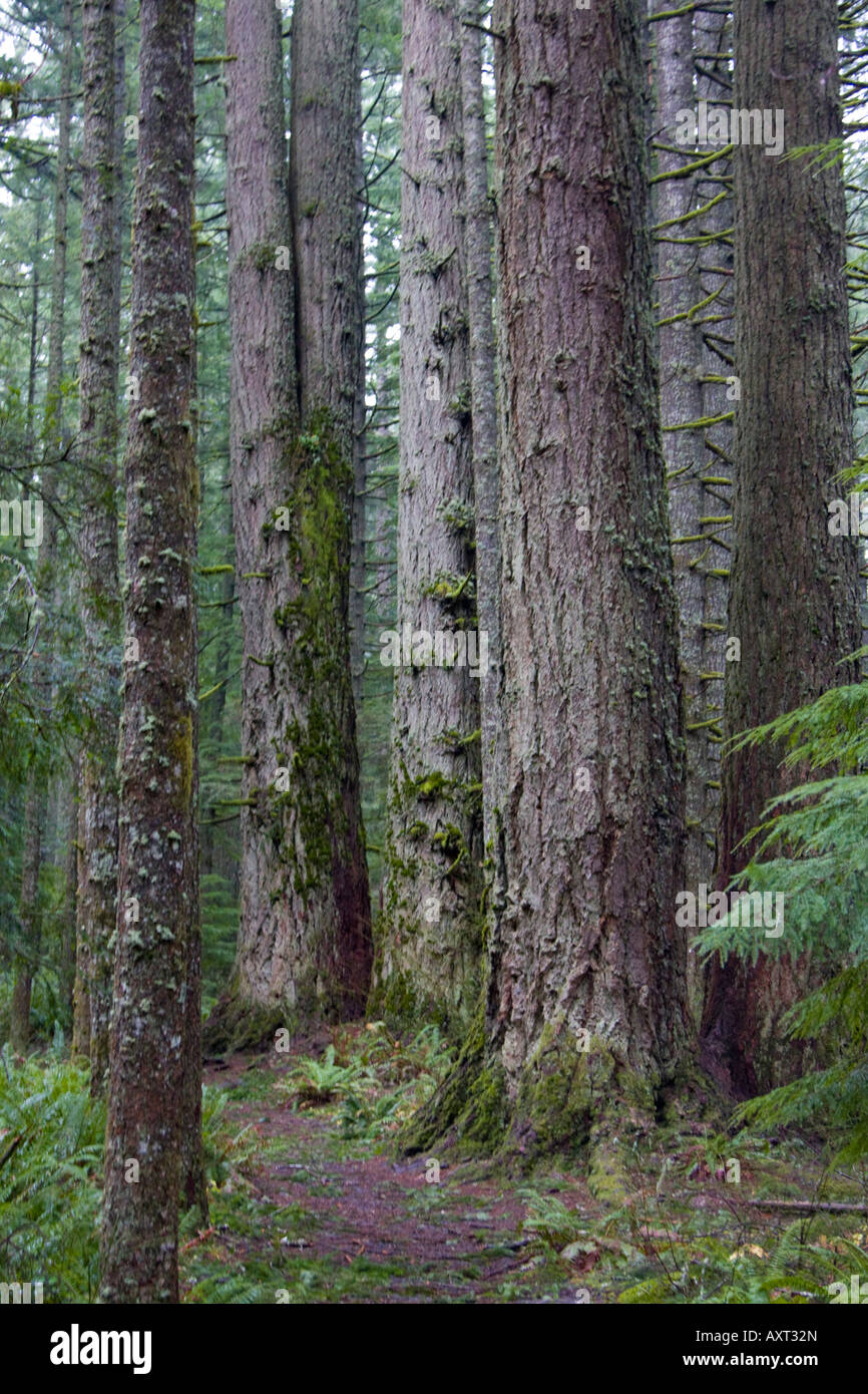 Path in Silver Creek Falls State Park Oregon USA Stock Photo - Alamy