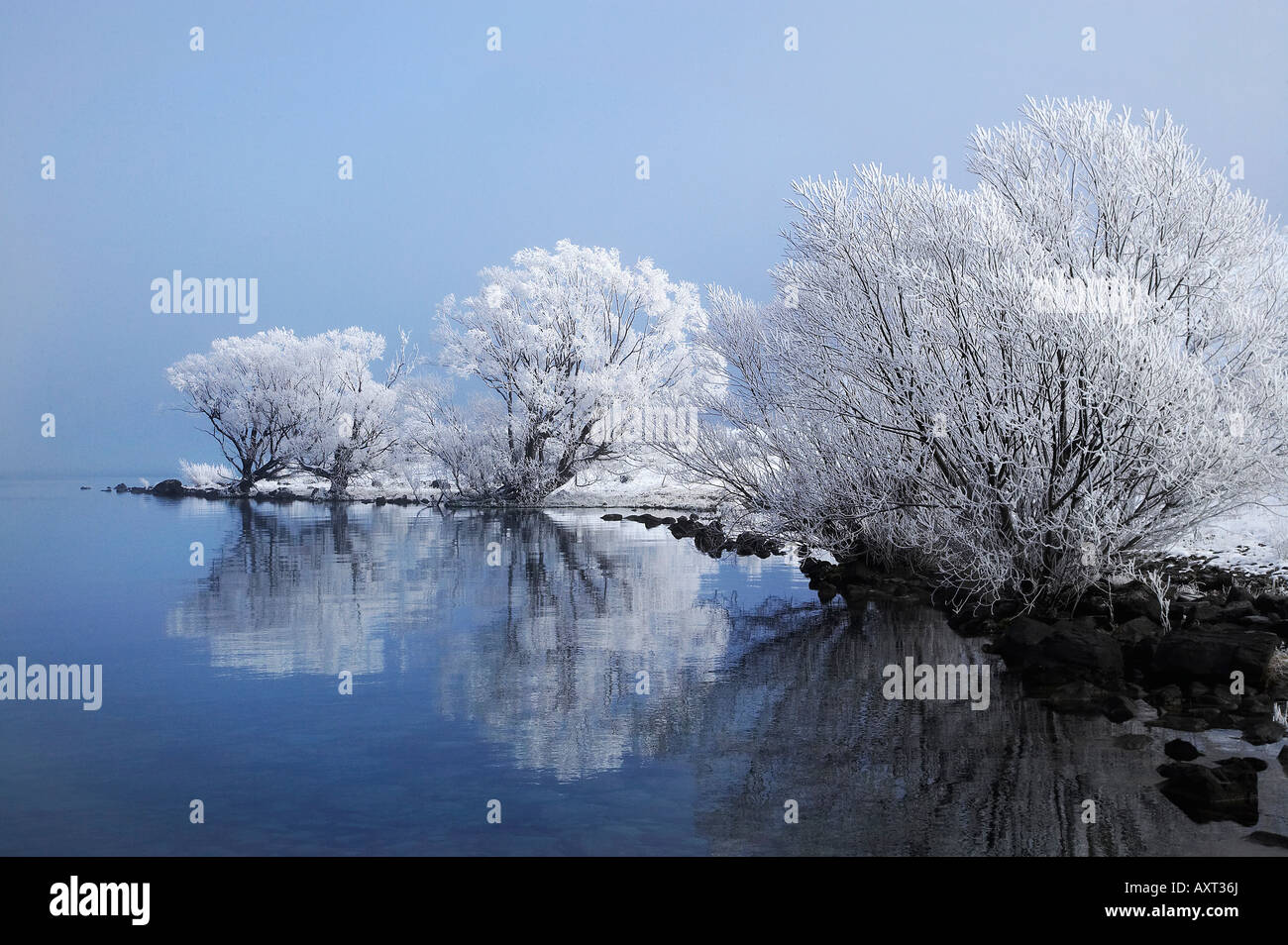 Willow Trees in Hoar Frost Reflected in Lake Ohau Mackenzie Country ...