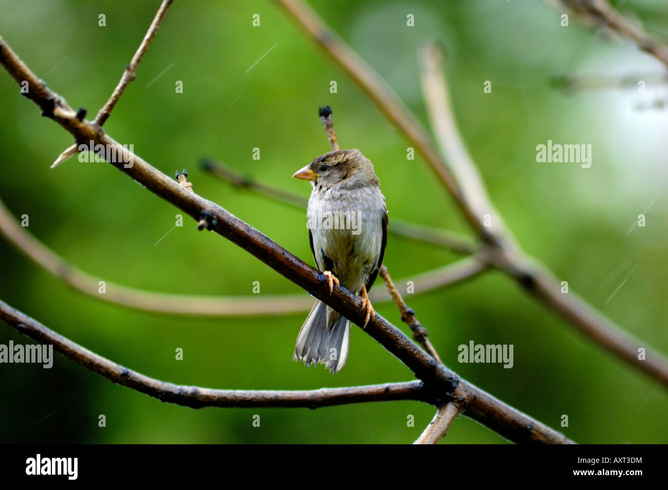 A lonely bird sitting on a branch in the rain Stock Photo - Alamy