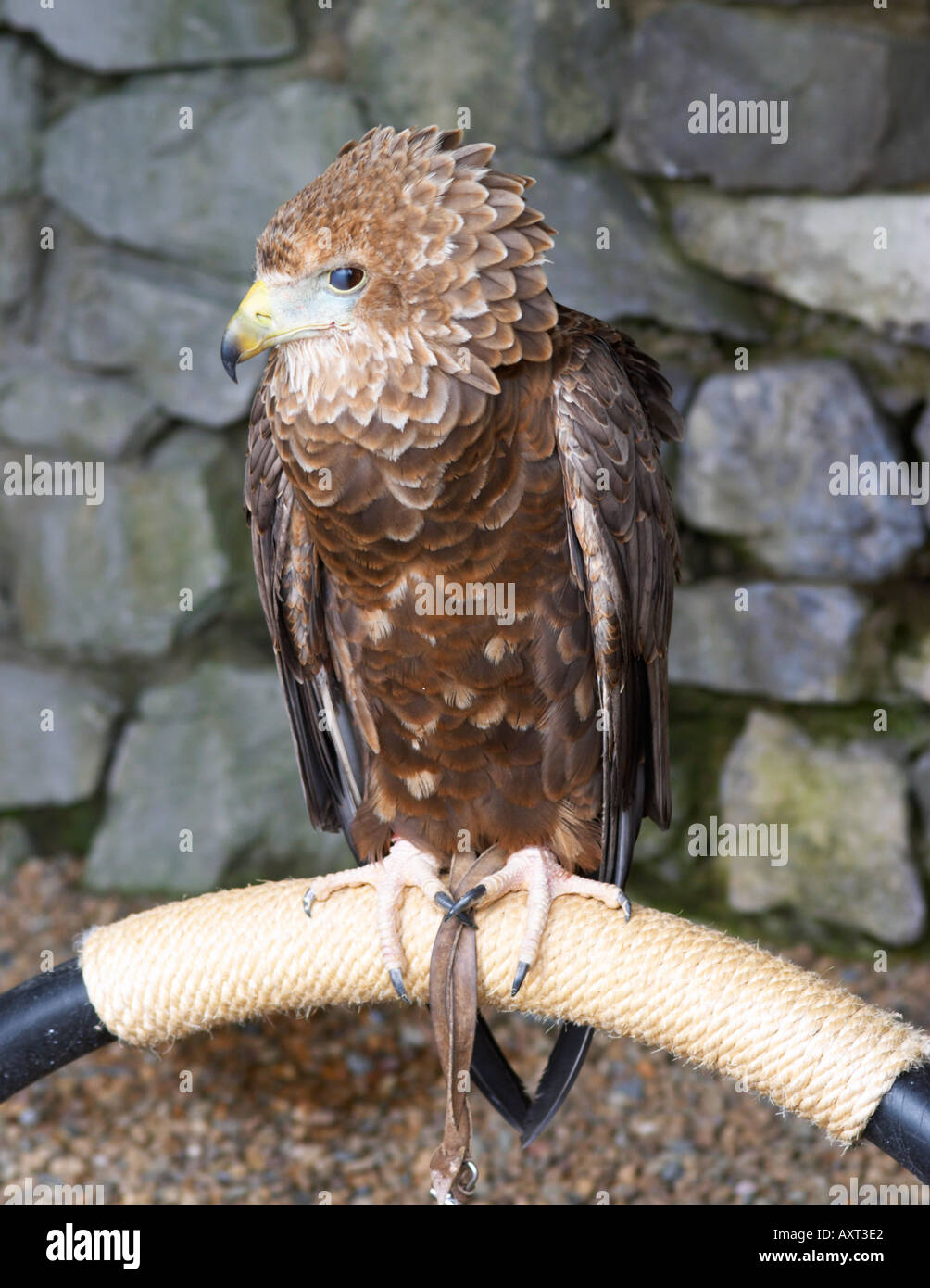 British bird of prey centre eagle hi-res stock photography and images - Alamy