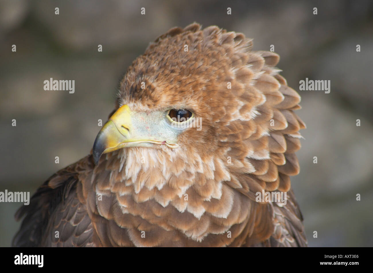 British bird of prey centre eagle hi-res stock photography and images ...
