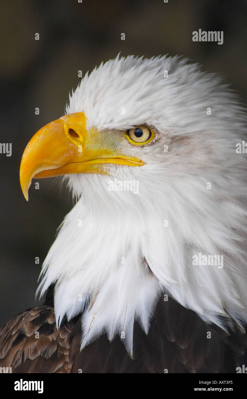 British bird of prey centre eagle hi-res stock photography and images ...