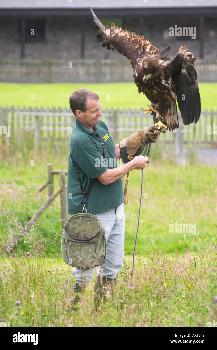 Golden Eagle Falconry