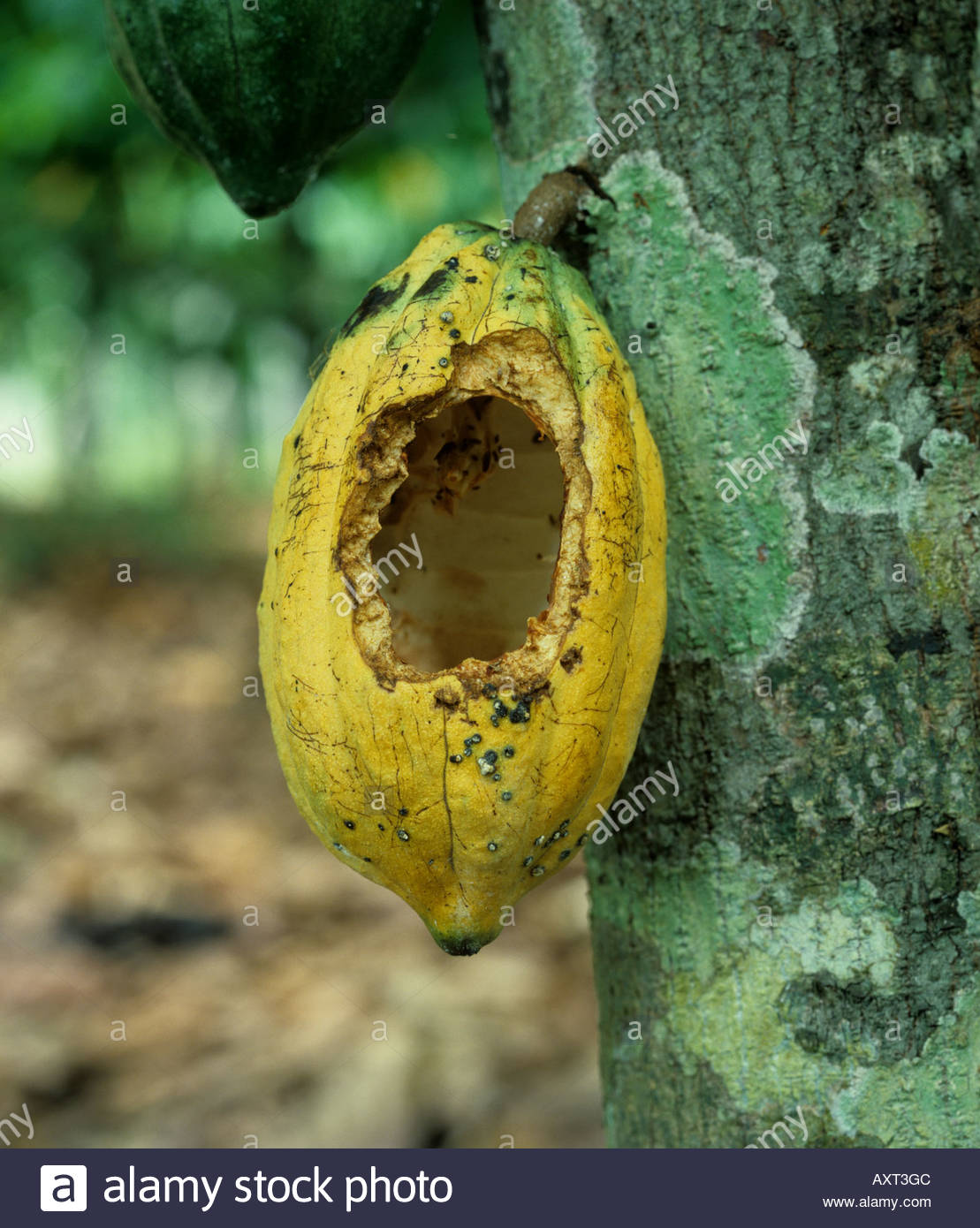 Rat Damage Stock Photos & Rat Damage Stock Images - Alamy