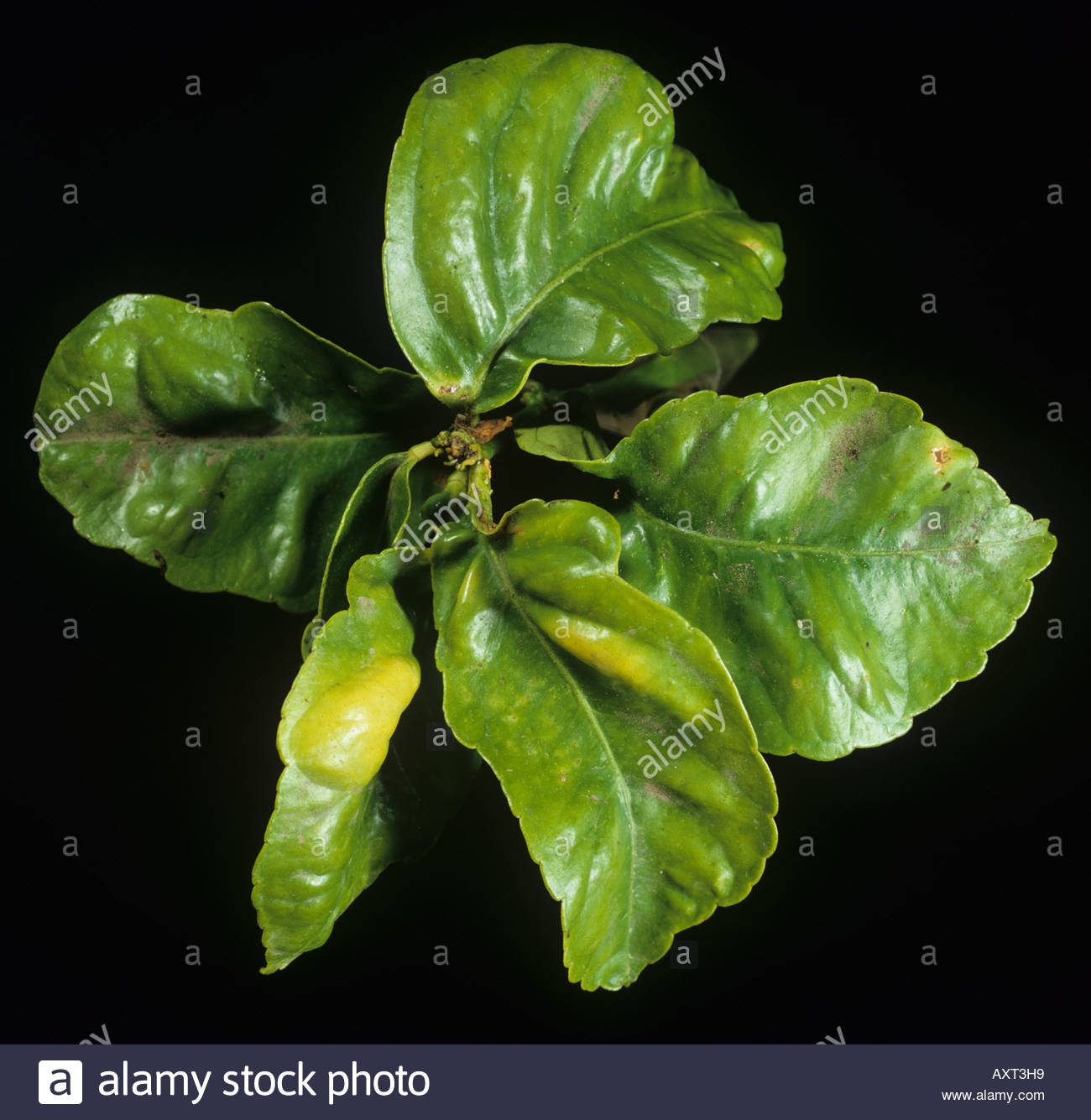 Russeting Stock Photos & Russeting Stock Images - Alamy