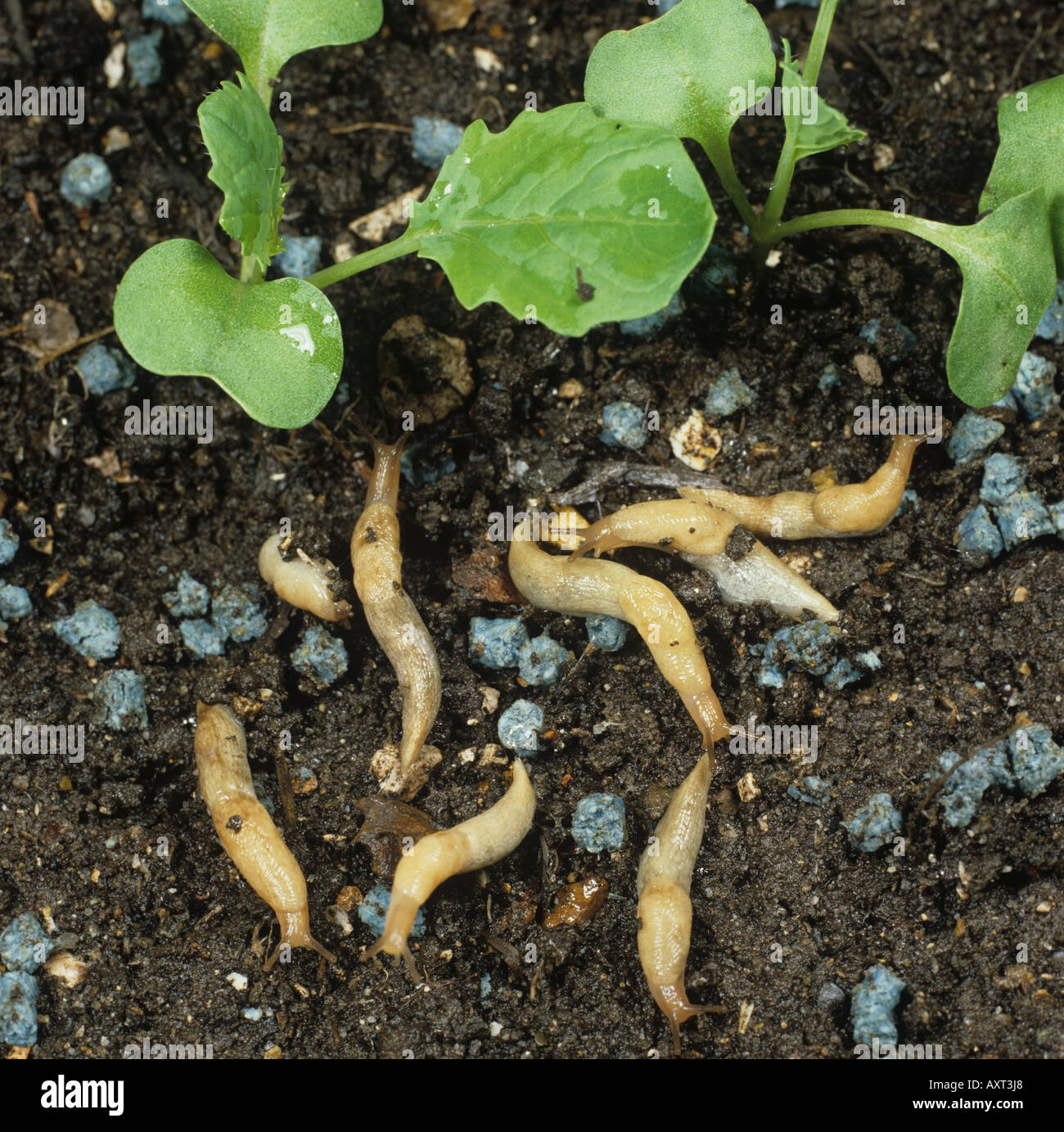 Slug cabbage hi-res stock photography and images - Alamy