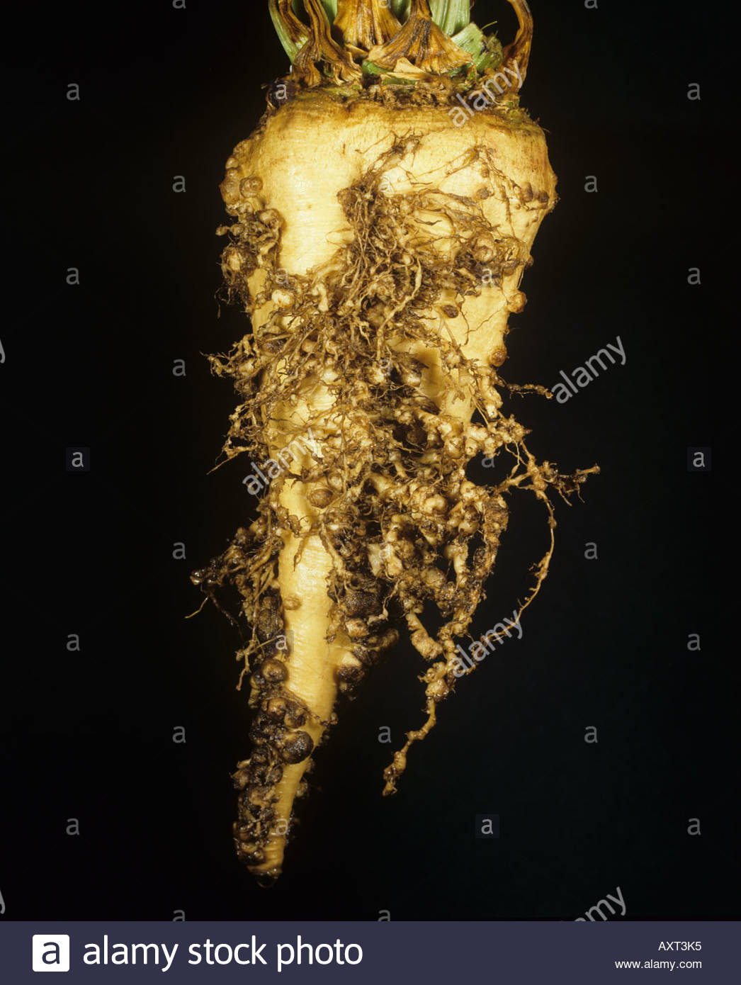 Root Knot Nematode High Resolution Stock Photography and Images - Alamy