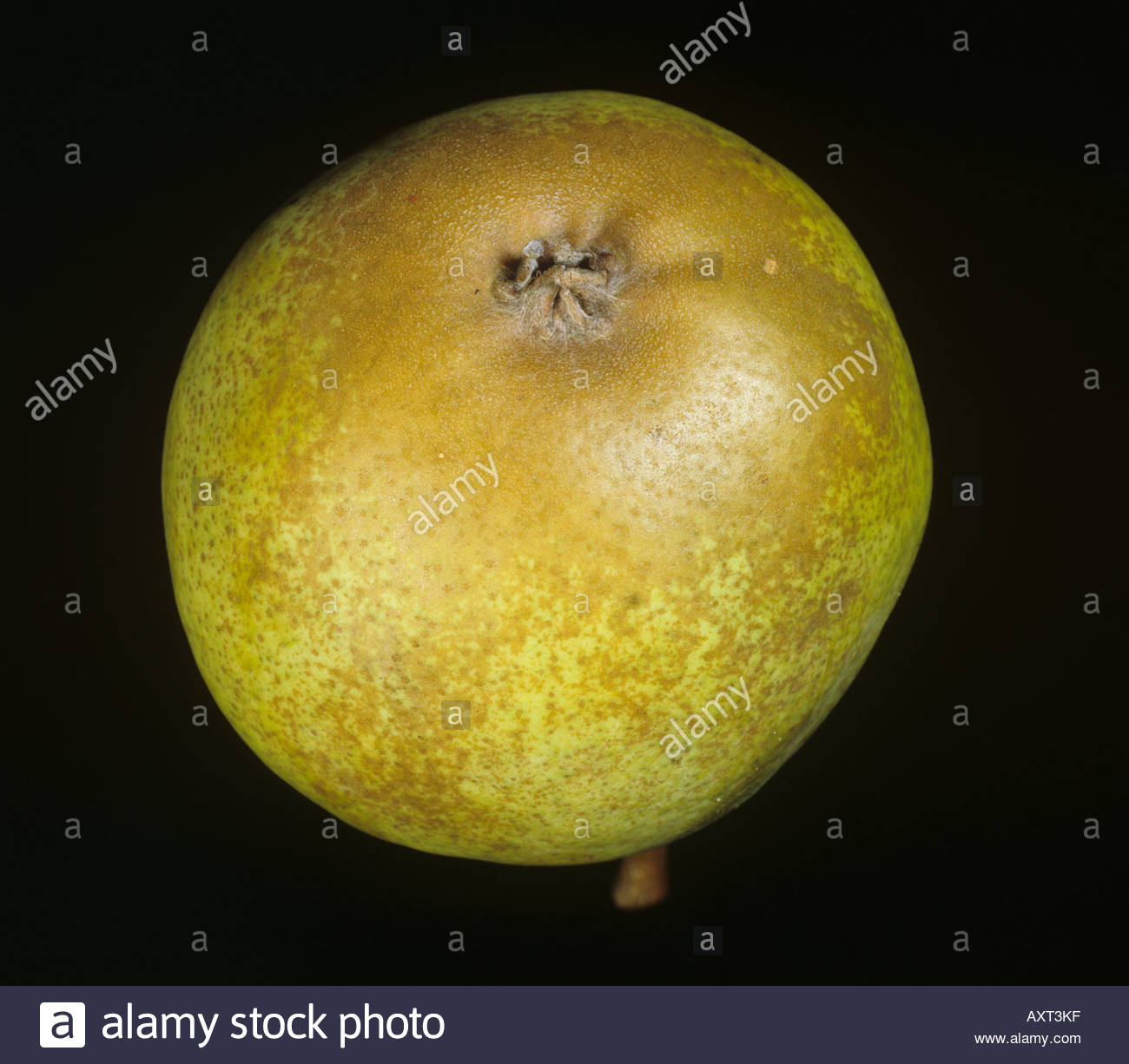 Russeting Stock Photos & Russeting Stock Images - Alamy