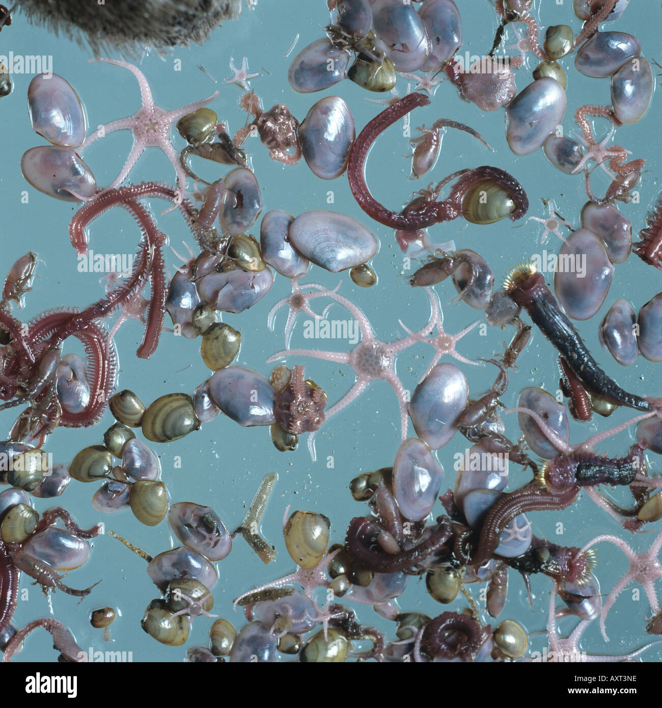 Marine Organism High Resolution Stock Photography and Images - Alamy