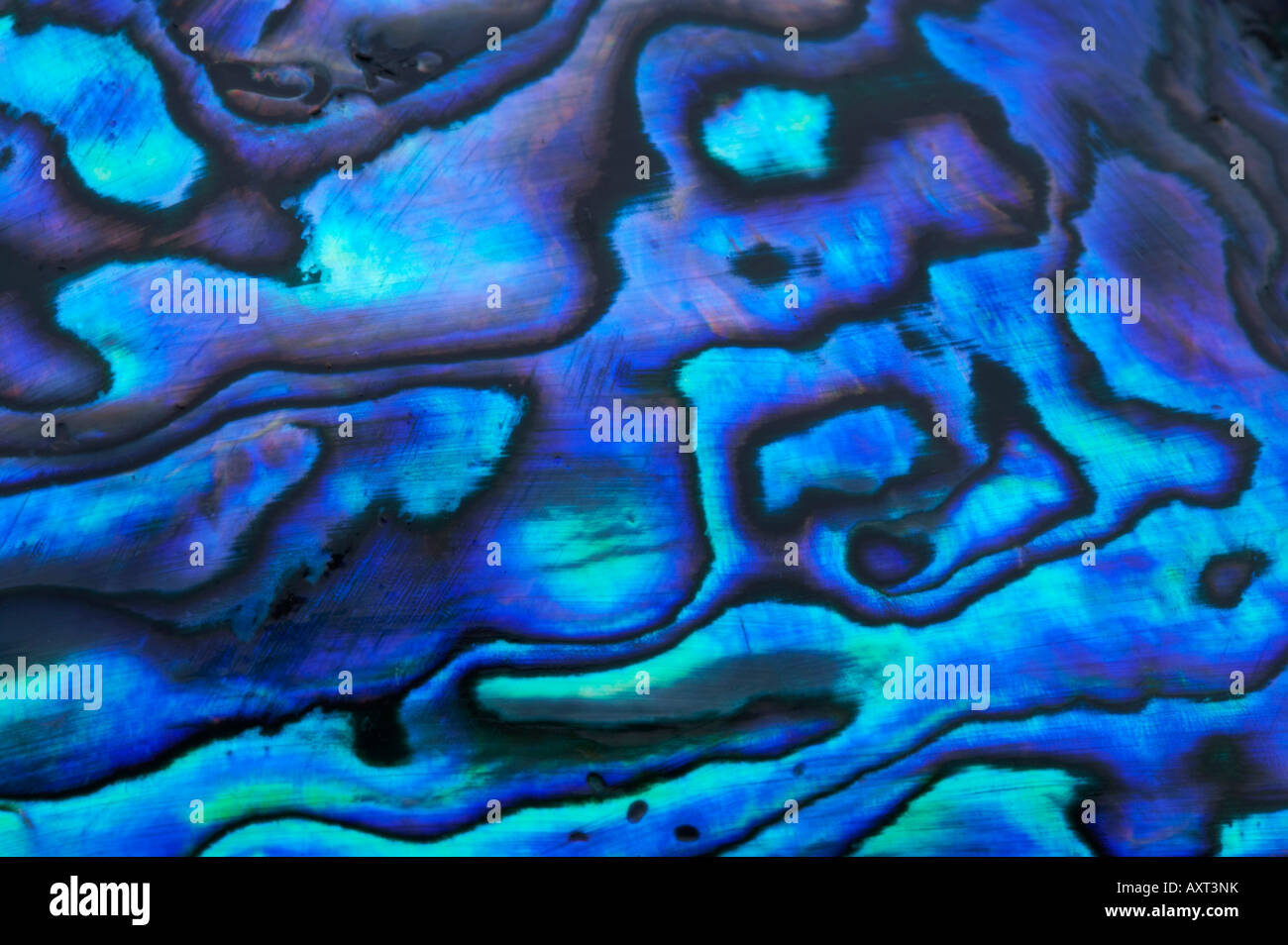 Paua Shell Abalone Stock Photo - Alamy