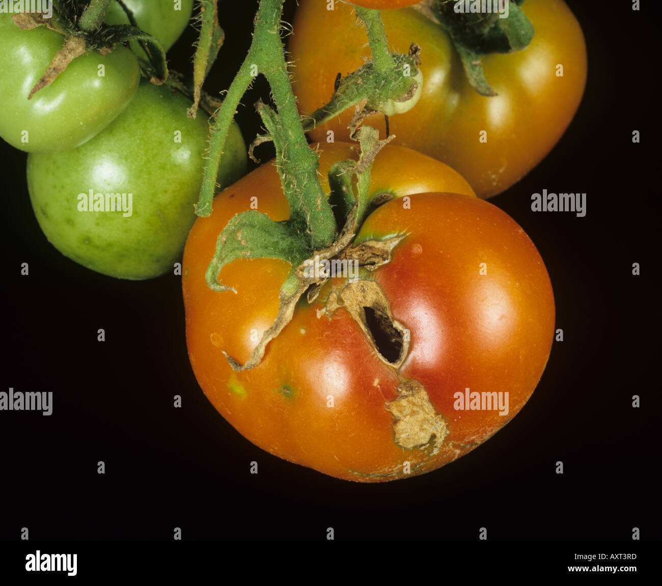 Slug pest damage garden hi-res stock photography and images - Alamy