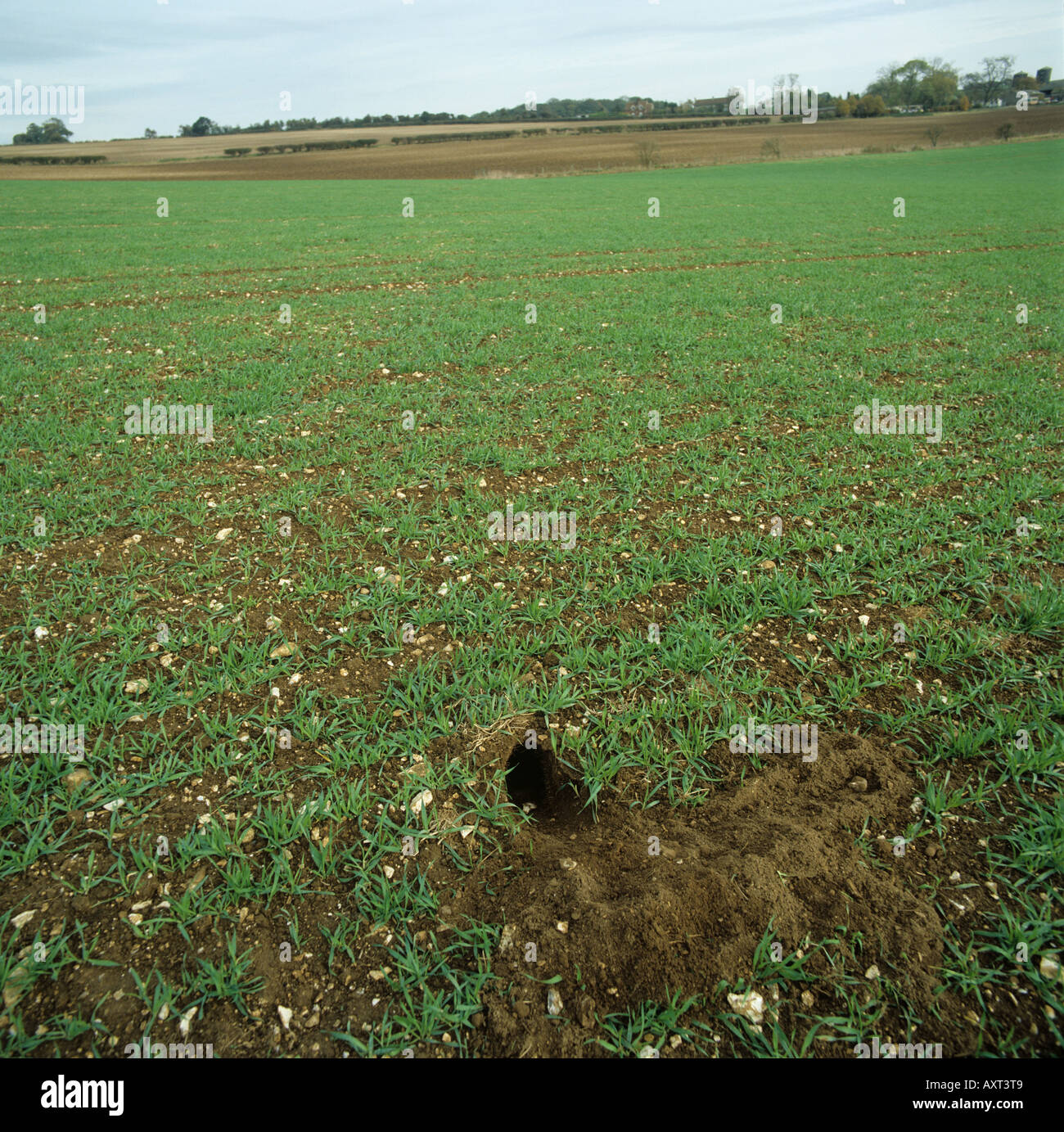 Rabbit burrow at the edge of a field of seedling barley severely Stock ...