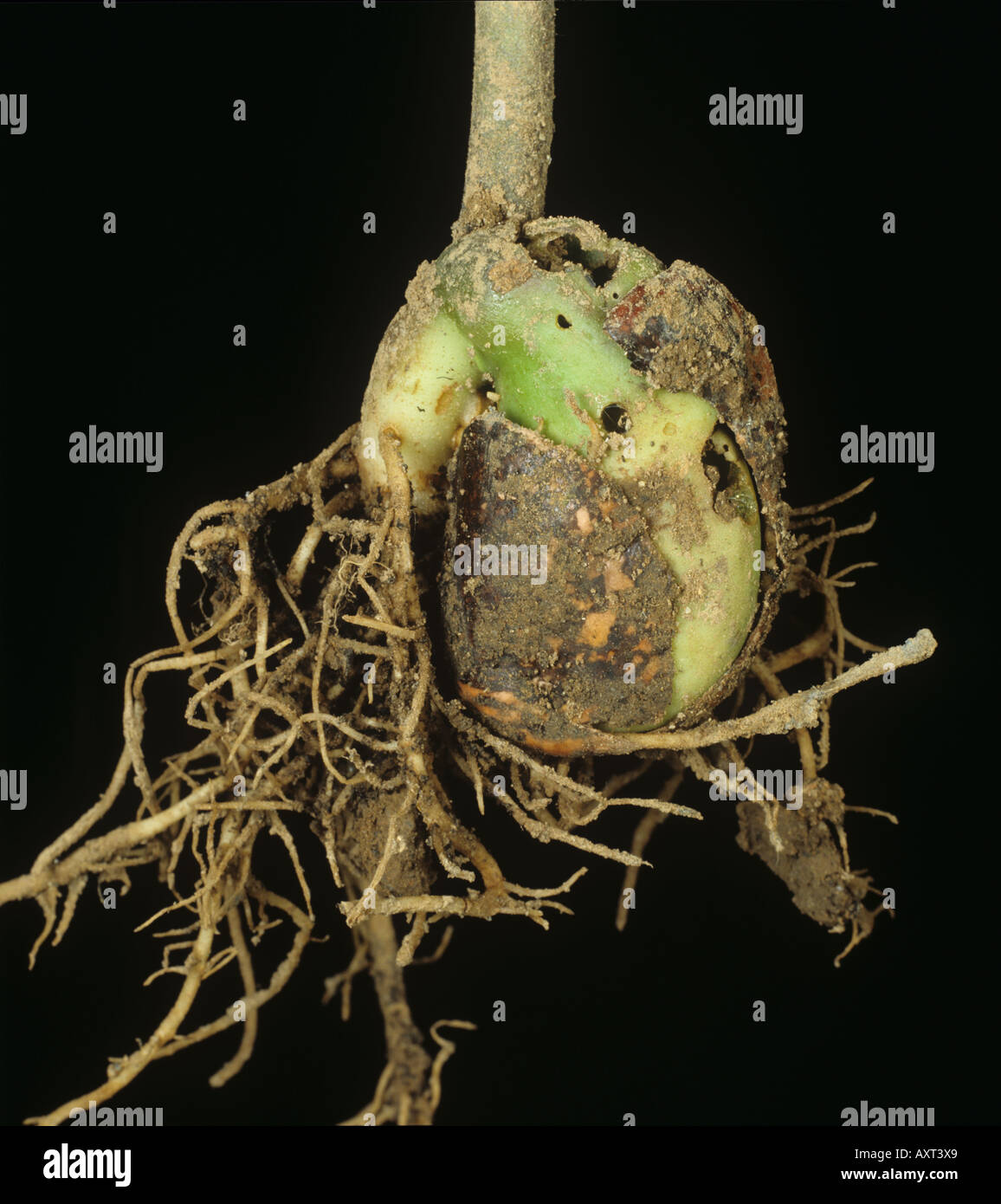 Slug pest damage garden hi-res stock photography and images - Alamy