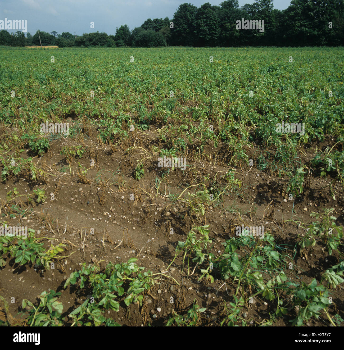 Damage to potato crop by golden potato cyst nematodes Globodera ...
