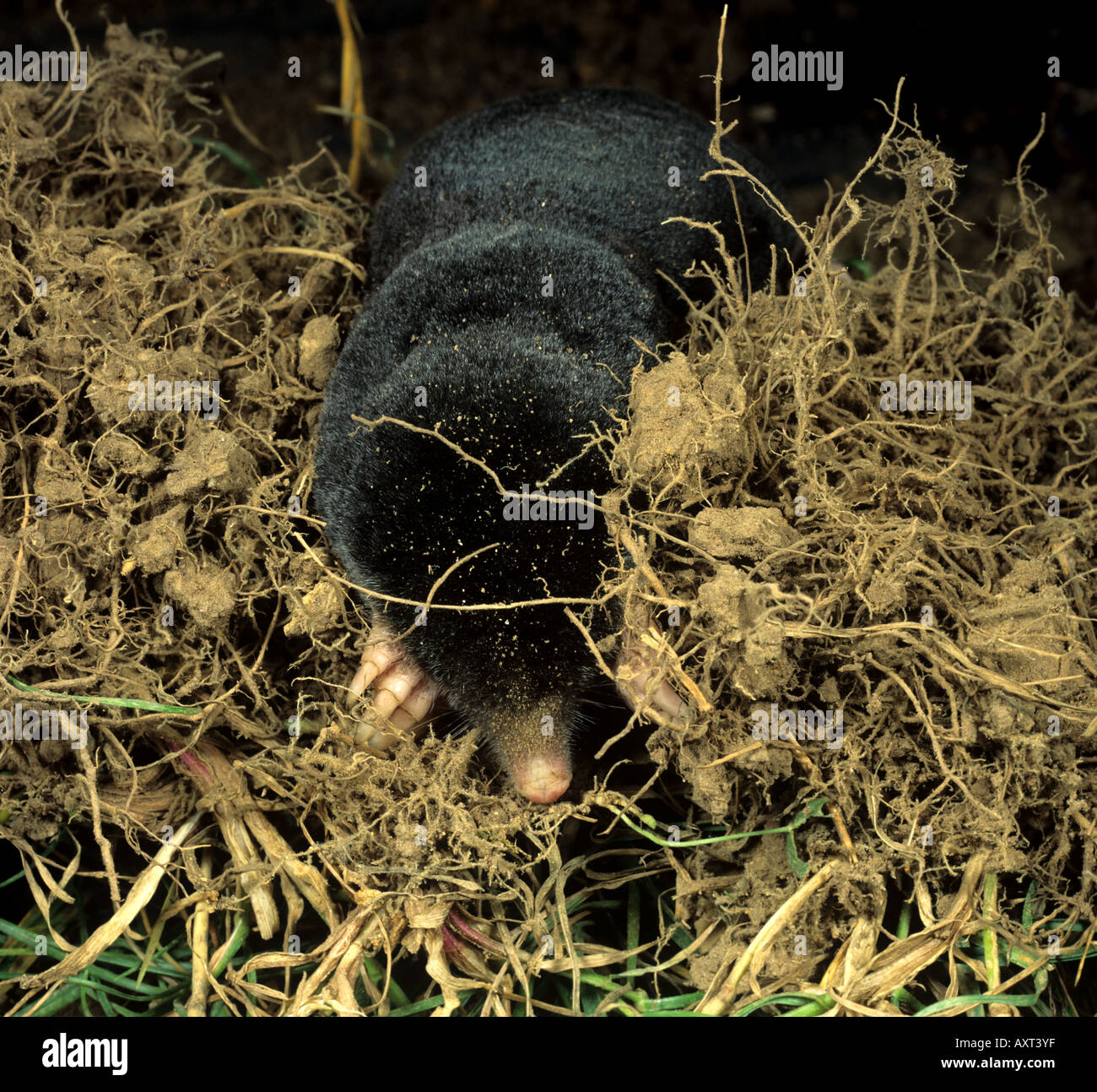 Front mole feet hi-res stock photography and images - Alamy