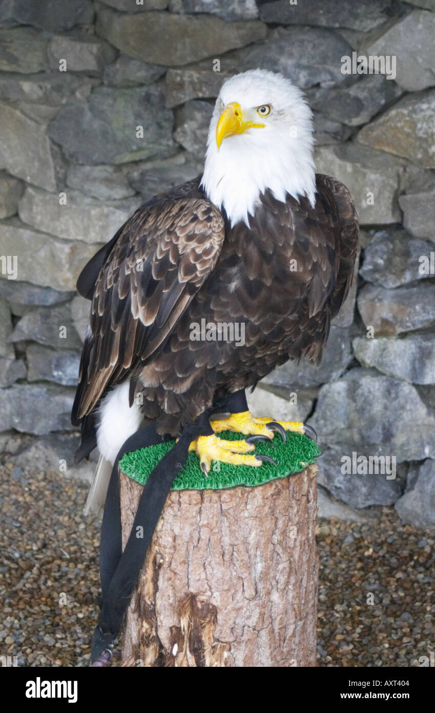 British bird of prey centre eagle hi-res stock photography and images ...