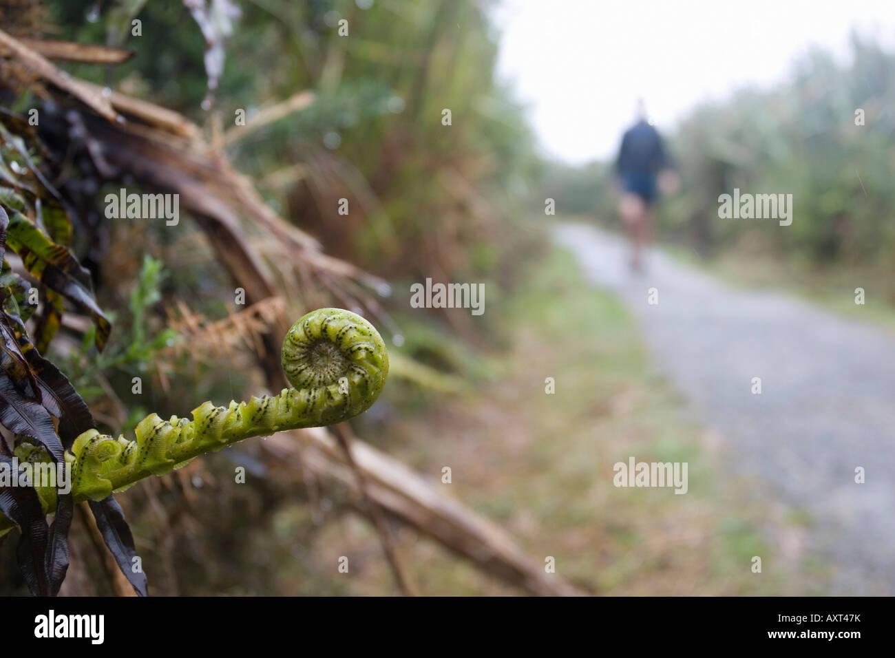 New zealand native fern hi-res stock photography and images - Alamy