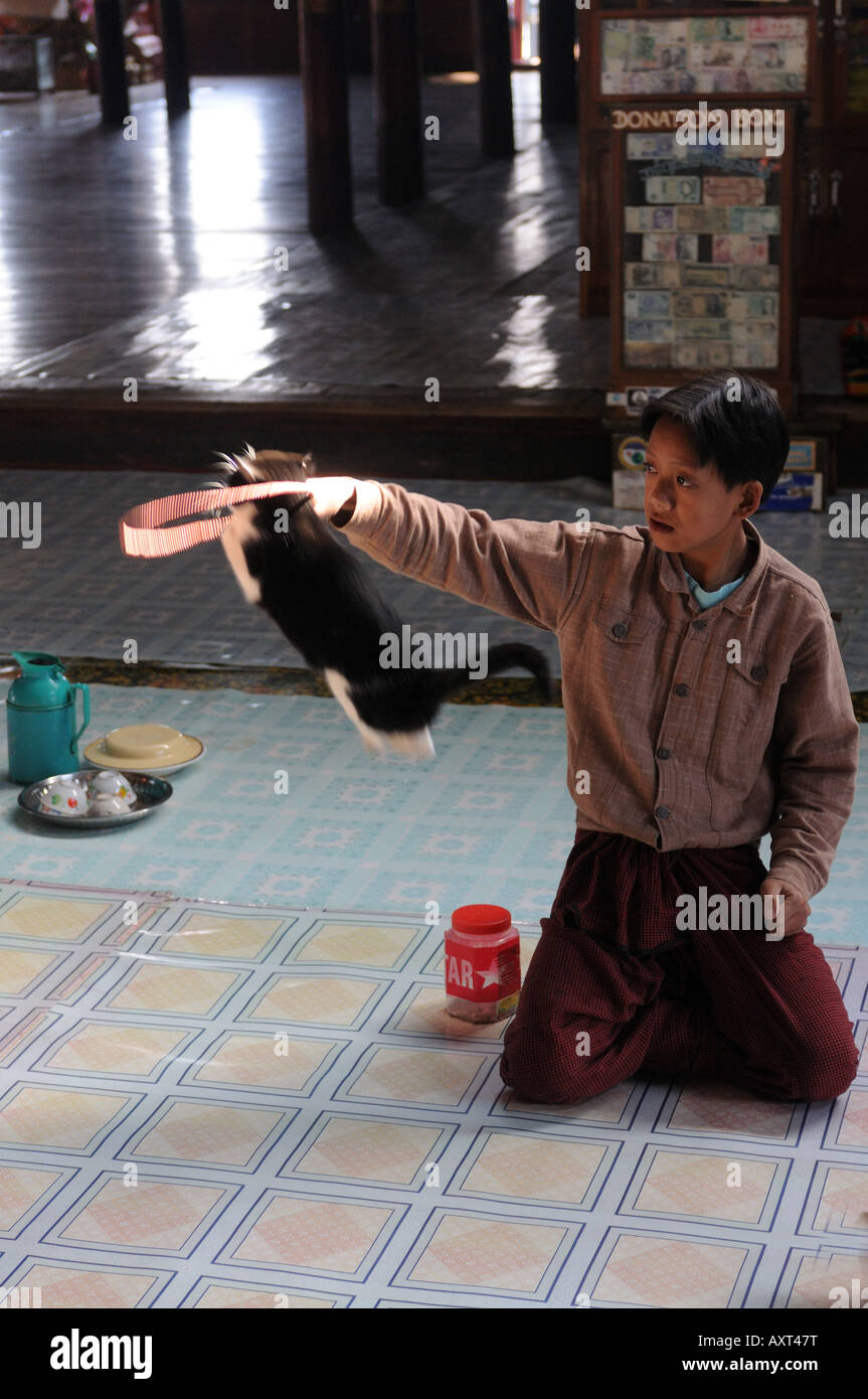 Jumping cat in Jumping cat monastery Nga Hpe Chaung Inle Lake Myanmar ...