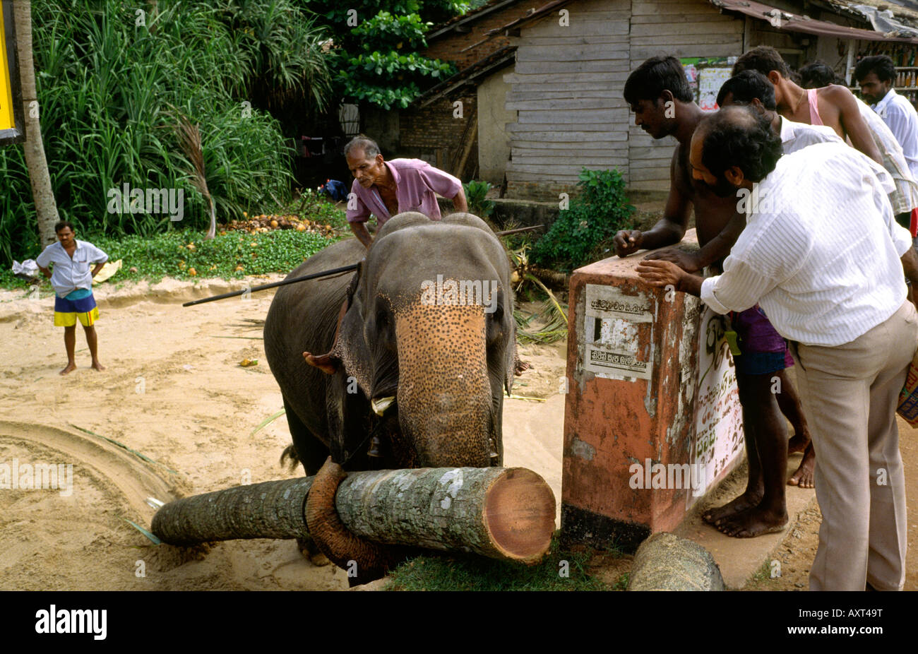 Sri Lanka Hikkaduwa animals elephant working lifting palm trunk Stock ...