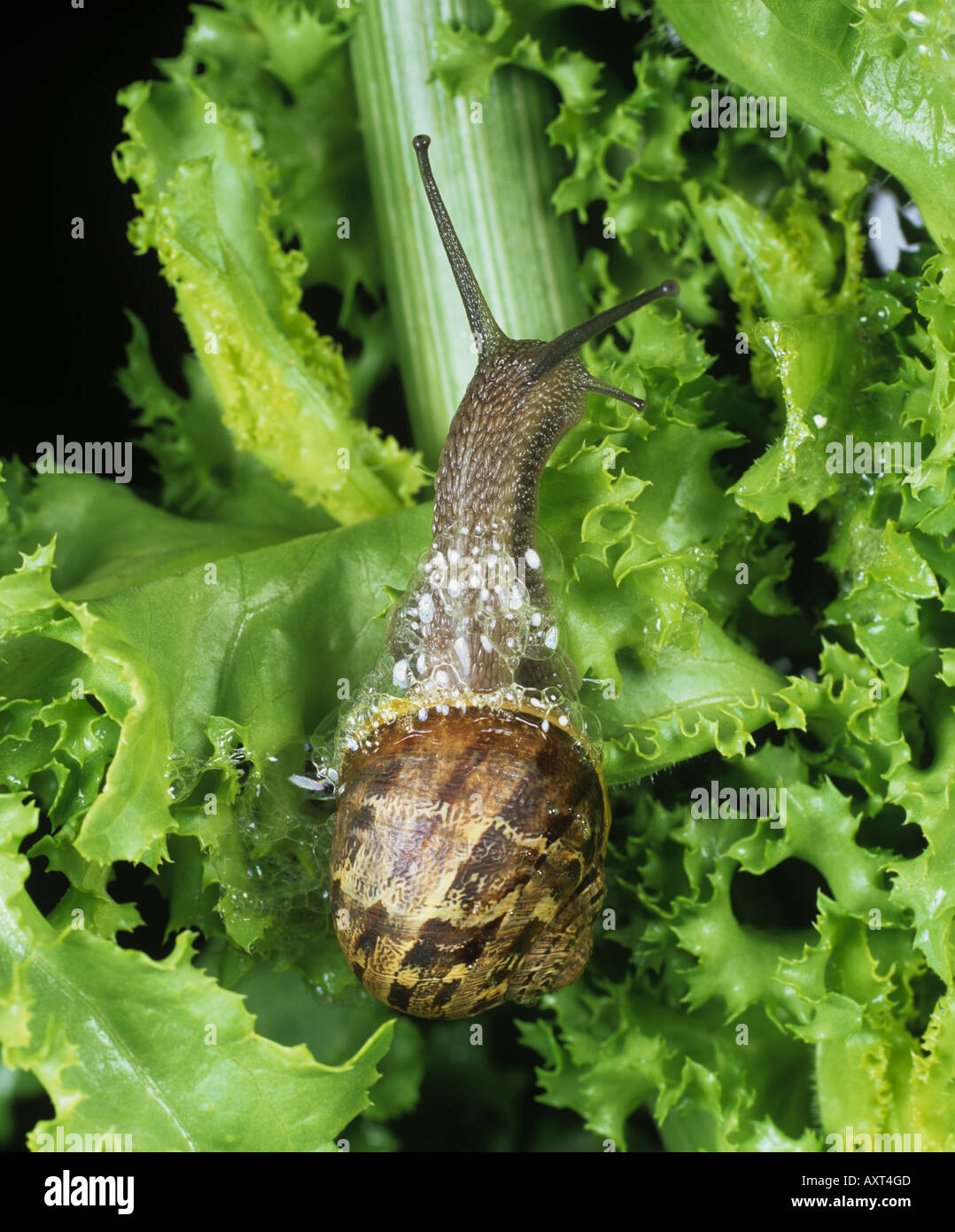 Garden snail Cornu aspersum releasing defensive bubbles on a garden ...