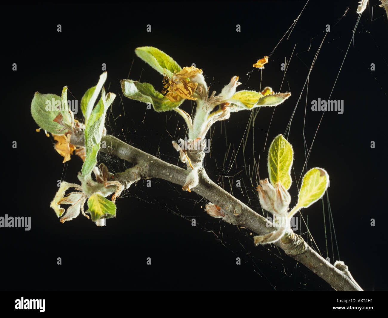 Fruit tree red spider mite Panonychus ulmi webbing on apple Stock Photo ...