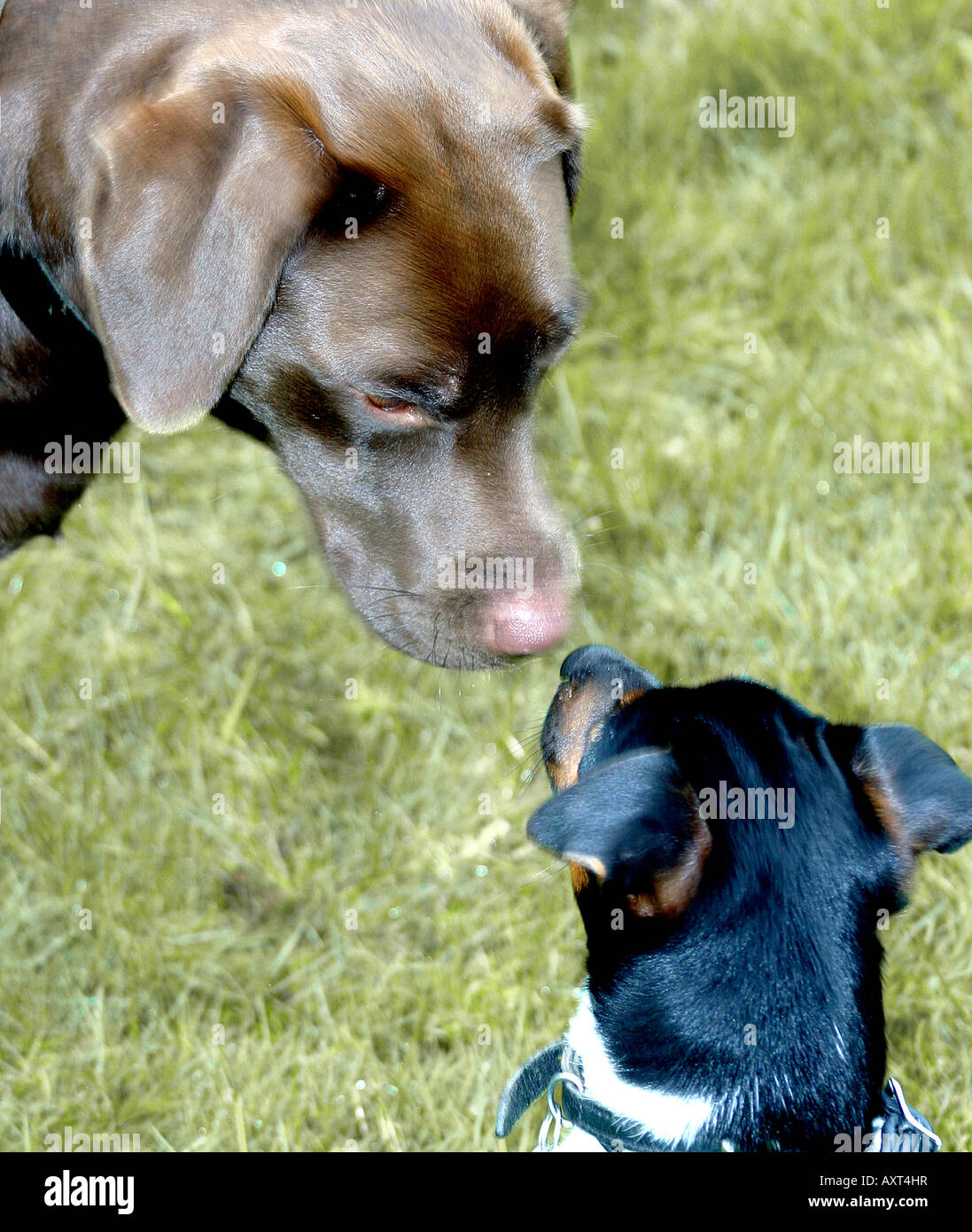 Two dogs greeting one another - noses touching Stock Photo - Alamy
