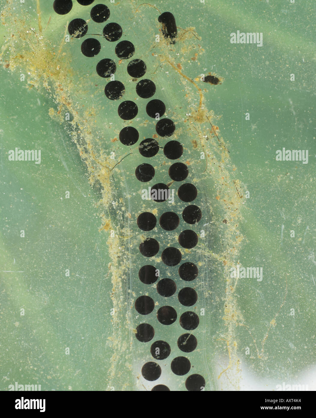 Toad spawn uk hi-res stock photography and images - Alamy