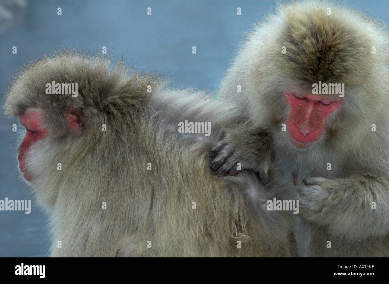 Japanese Macaque Macaca fuscata pair grooming Jigokudani National Park ...