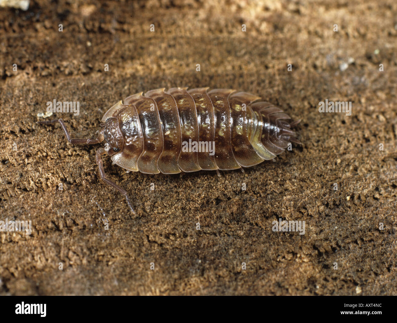 Grey woodlouse hi-res stock photography and images - Alamy
