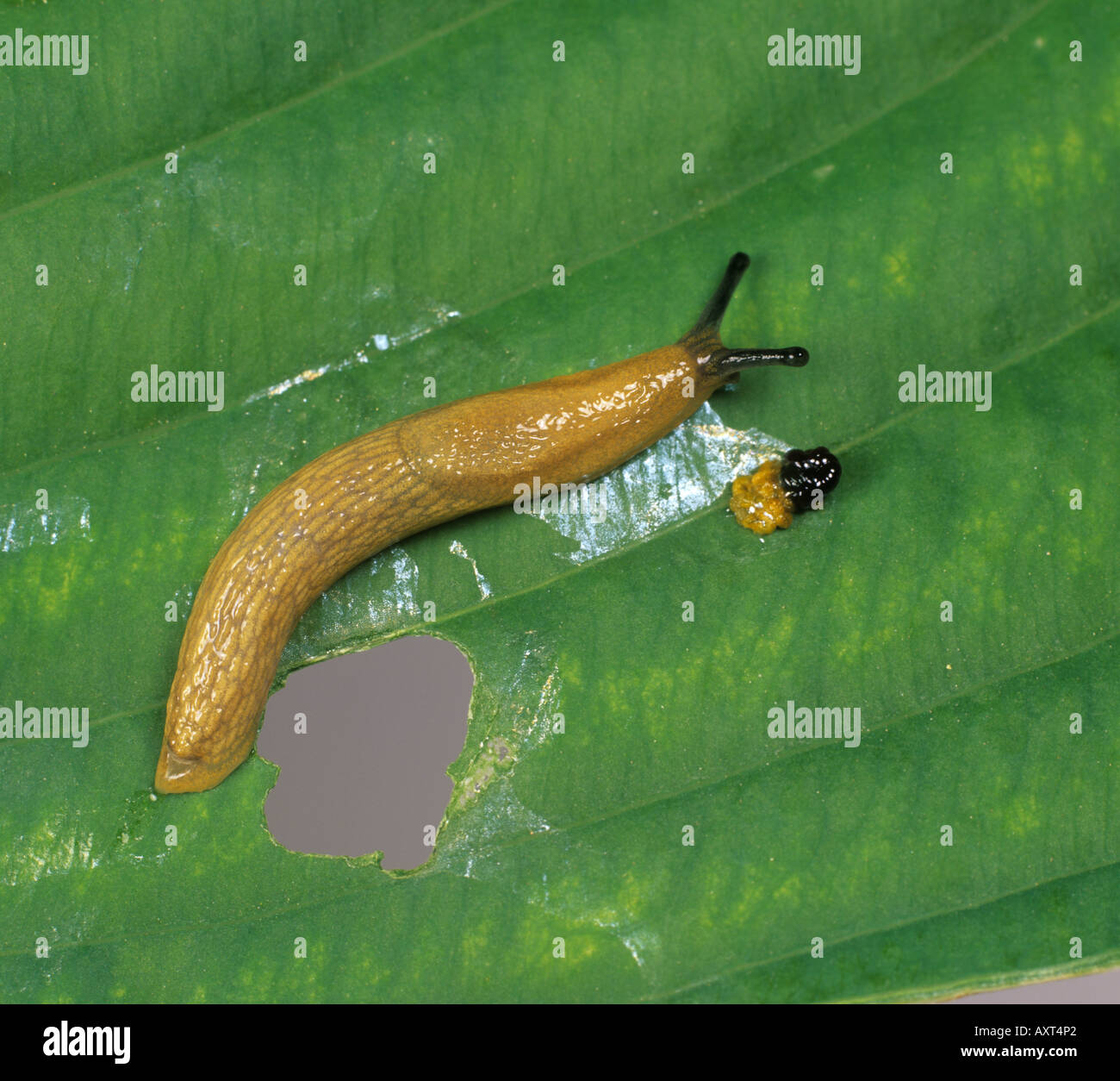 Hosta slug damage hi-res stock photography and images - Alamy