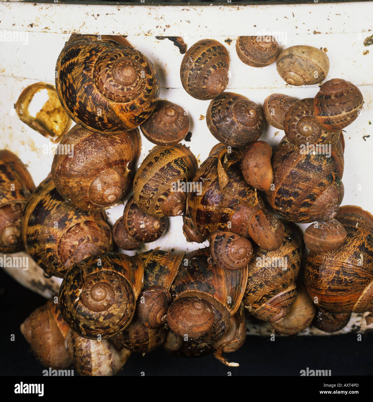 Hibernating snails hi-res stock photography and images - Alamy