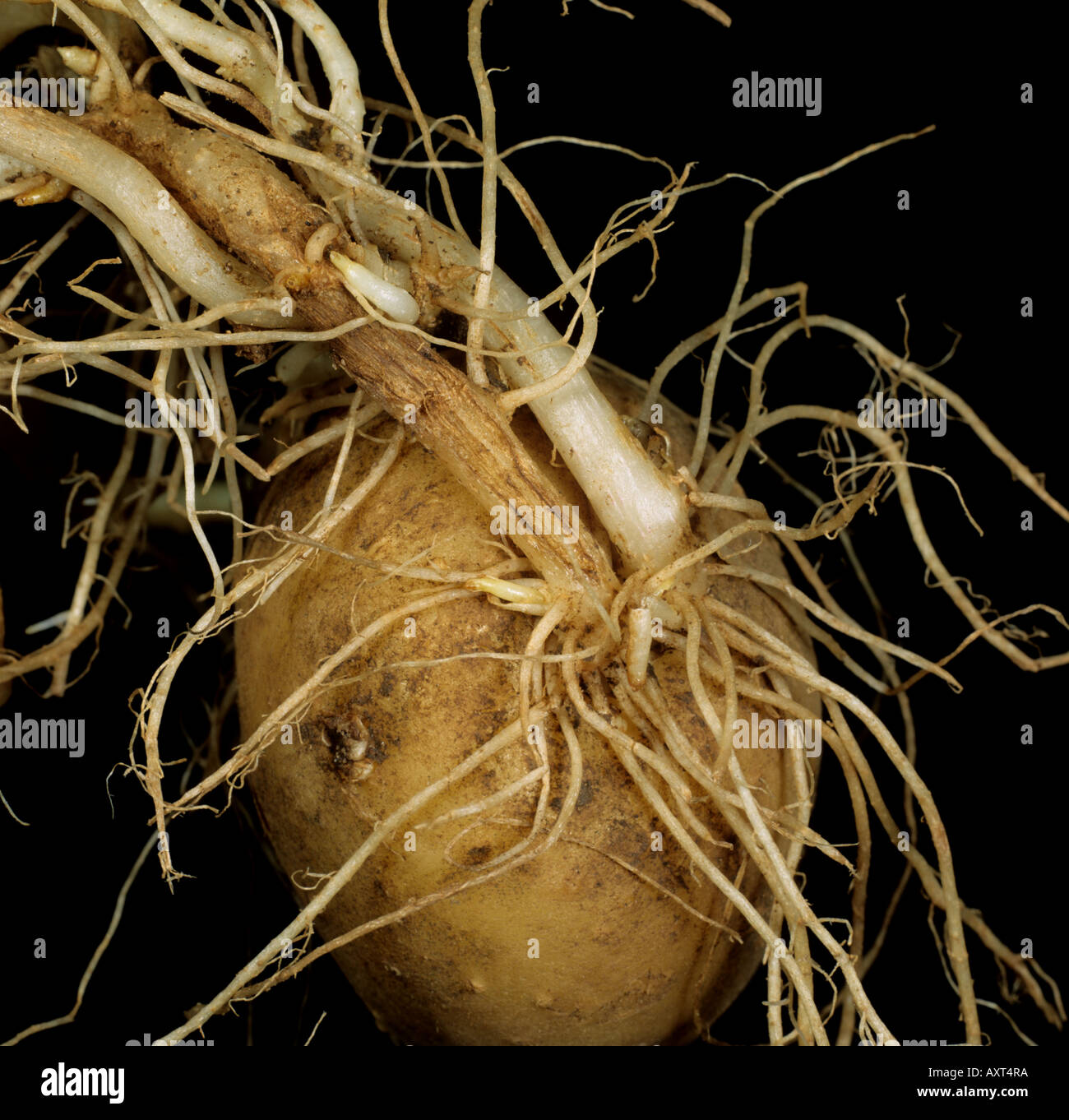 Symphylid or symphylan Scutigerella immaculata damage to potato stem ...