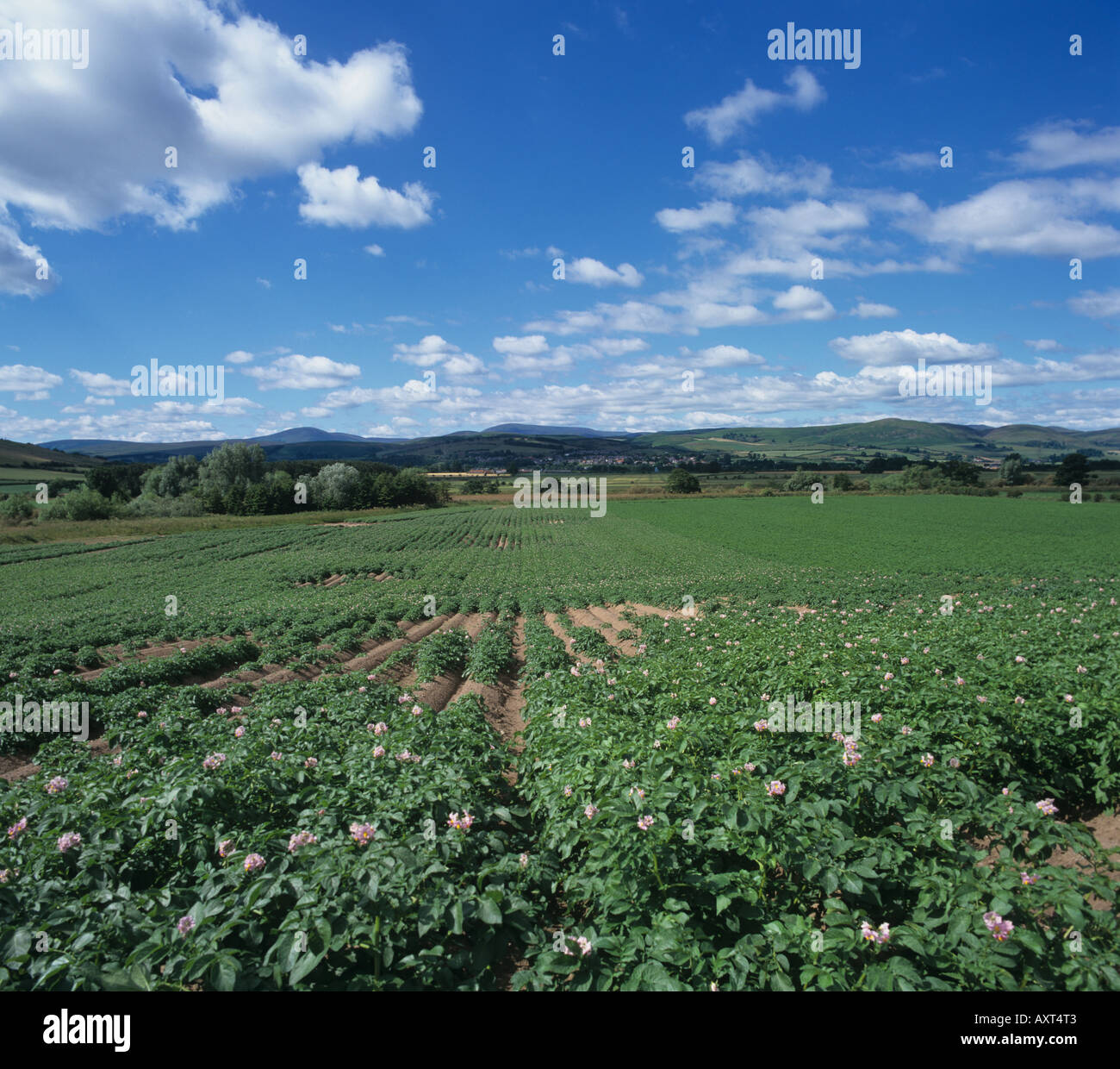 Patches of damage in a Scottish potato crop caused by symphylids or ...