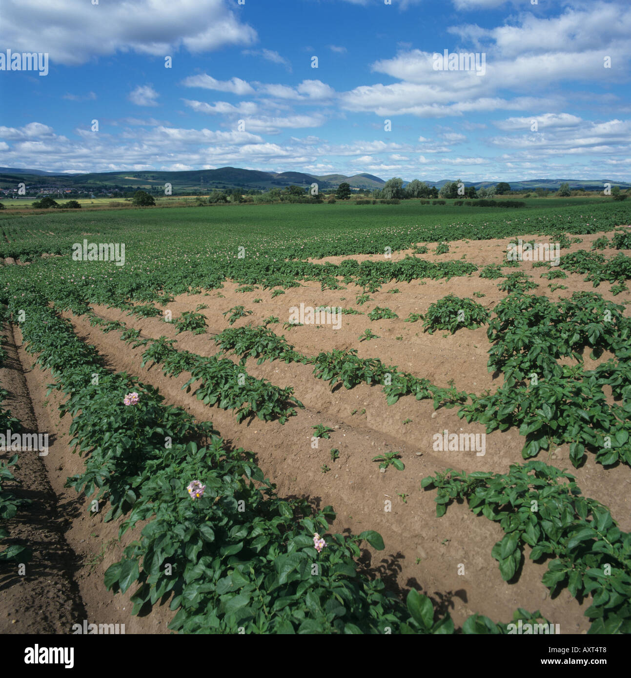 Patch of damage in a Scottish potato crop caused by symphylids or ...