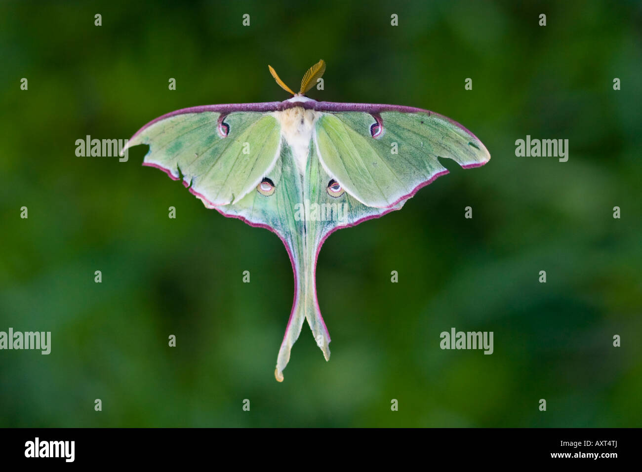 Moon Moth Flying Luna Moth Wikipedia