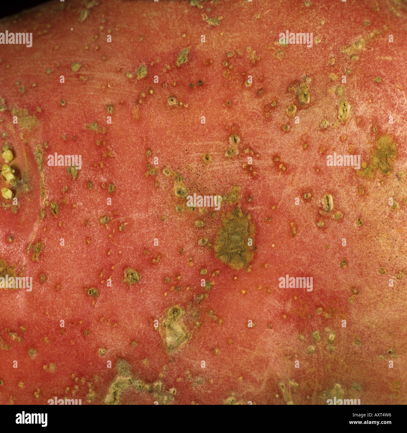 Potato cyst nematode Heterodera spp feeding damage to potato tuber ...