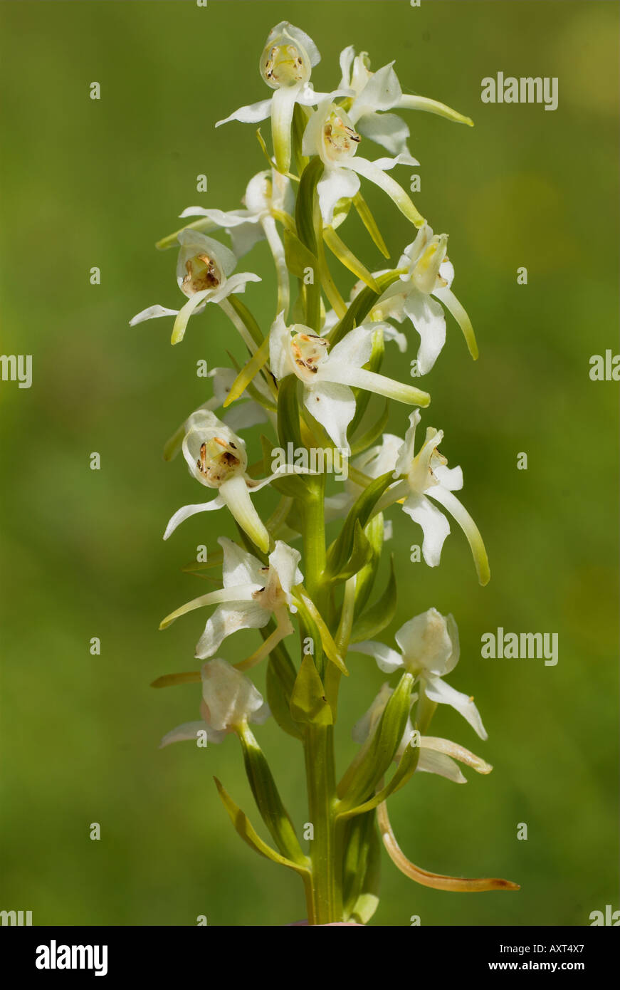 Chlorantha platanthera hi-res stock photography and images - Alamy