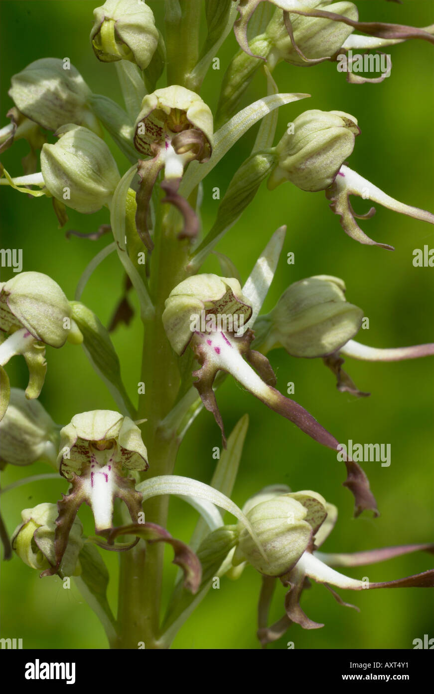 Lizard Orchid Himantoglossum hircinum Monkton Chalkpit Nature Reserve ...