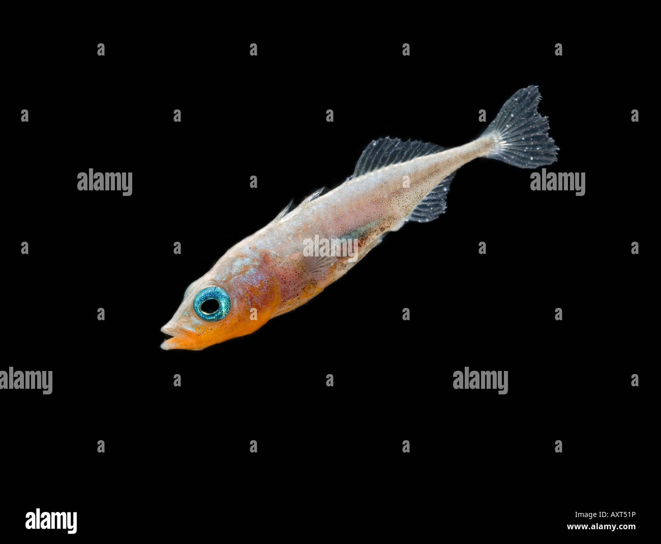 three spined stickleback male in breeding condition black background ...