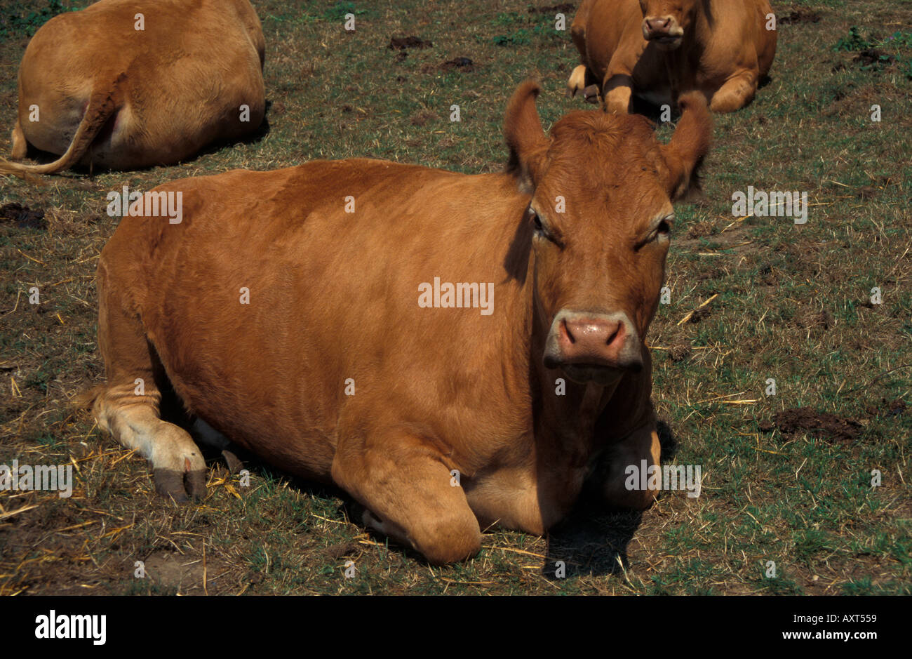 One cow laying down hi-res stock photography and images - Alamy