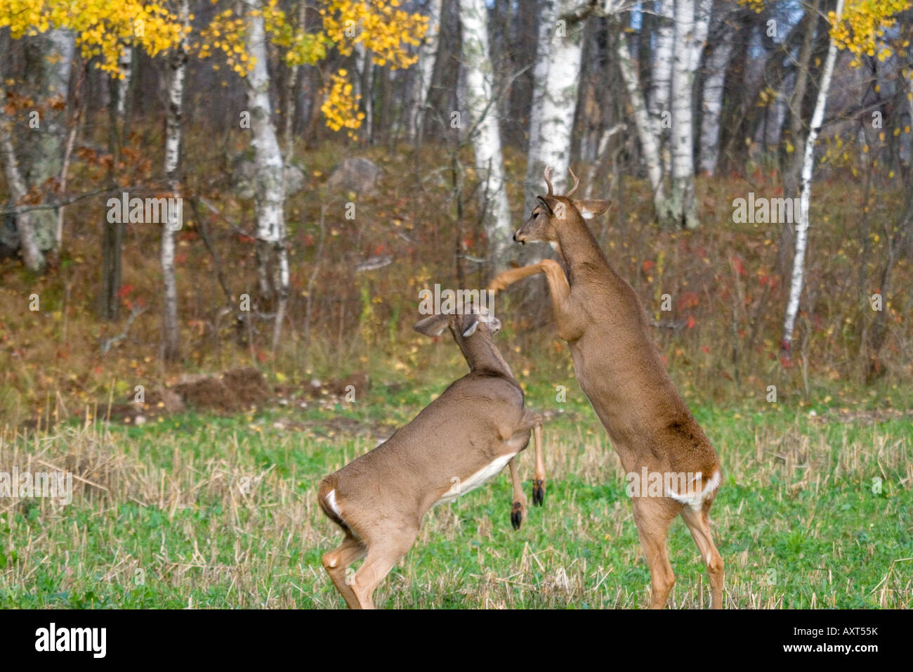 Deer on hind legs hi-res stock photography and images - Alamy