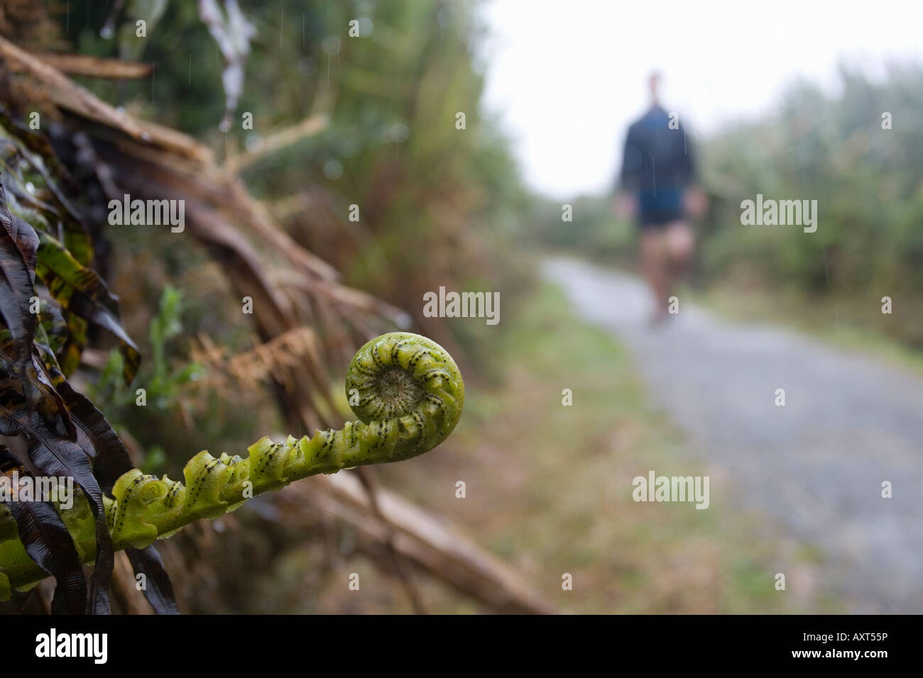 New Zealand Fern, with figure in background Stock Photo - Alamy