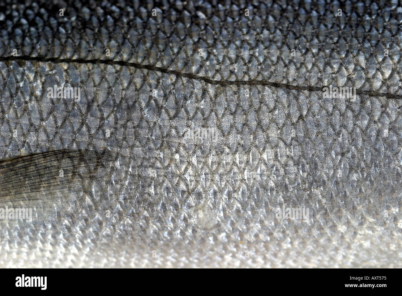 Fishy scales hi-res stock photography and images - Alamy