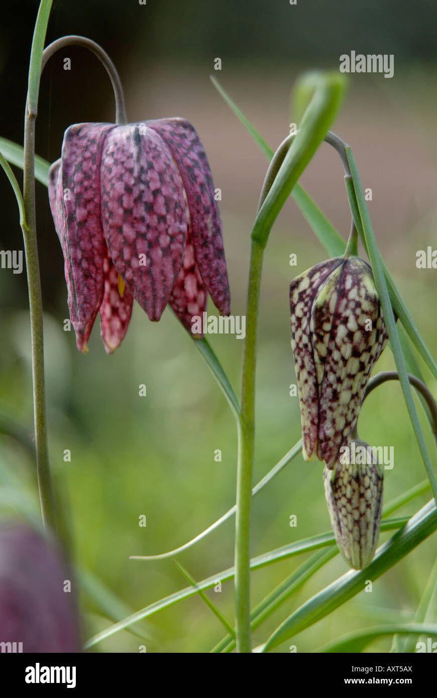 Snakes head fritillary flower , UK Stock Photo - Alamy